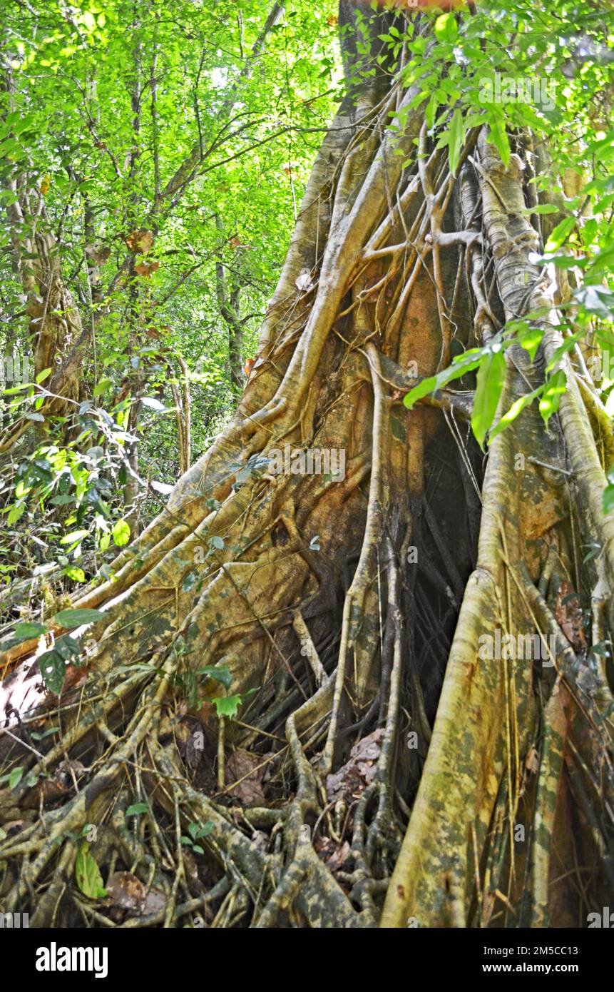 Large tree with buttress roots in the rainforest in Khao Sok National ...