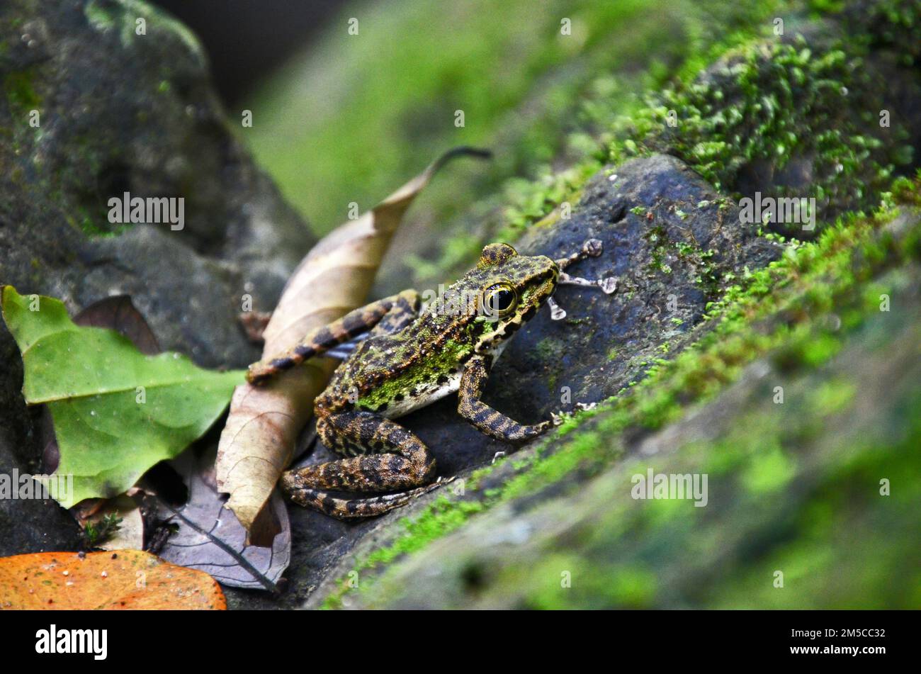Black-Spotted Rock Frog (Staurois natator), Khao Sok National Park ...