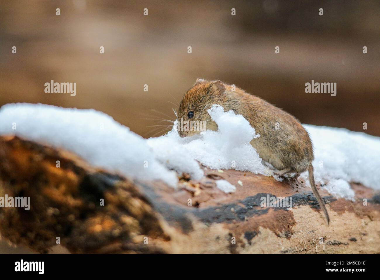 A closeup shot of a small mouse eating snow on a fallen wooden tree ...