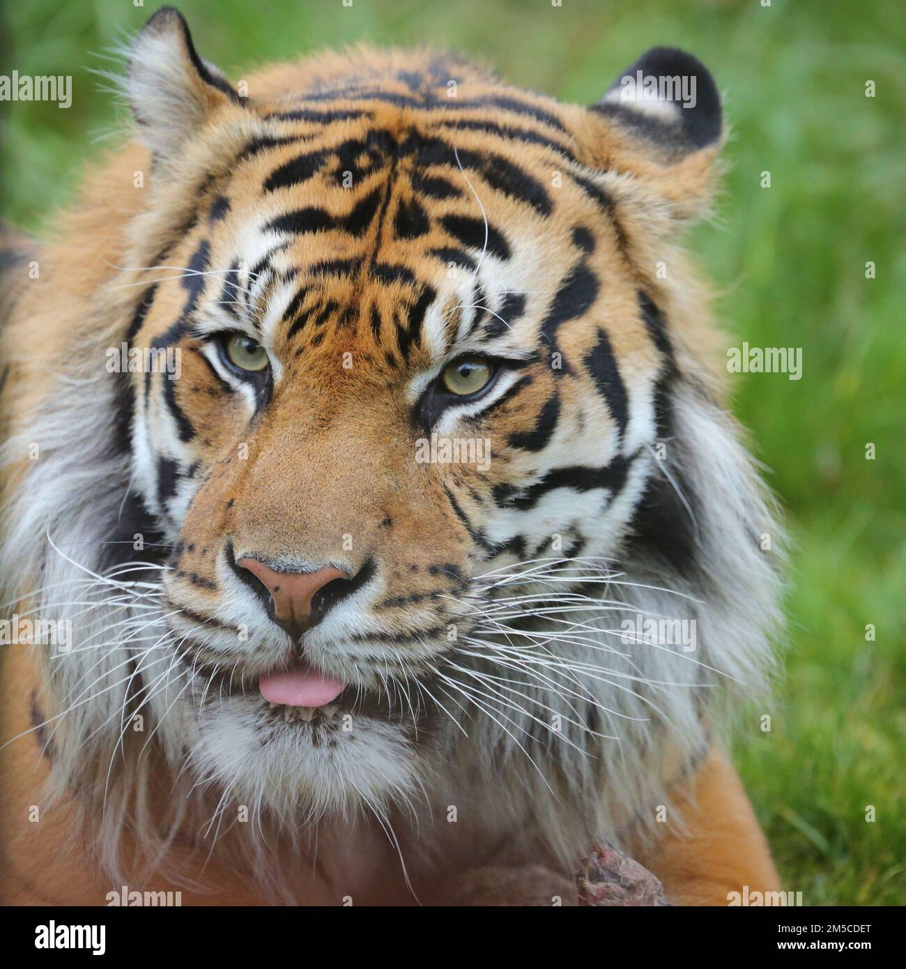 Closeup of a Siberian tiger (panthera tigris tigris Stock Photo - Alamy