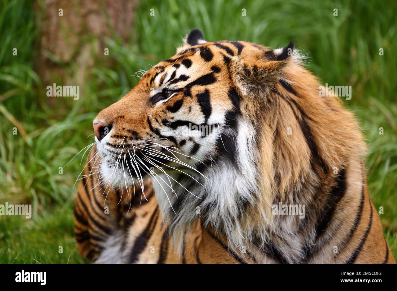 Closeup of a Siberian tiger (panthera tigris tigris Stock Photo - Alamy