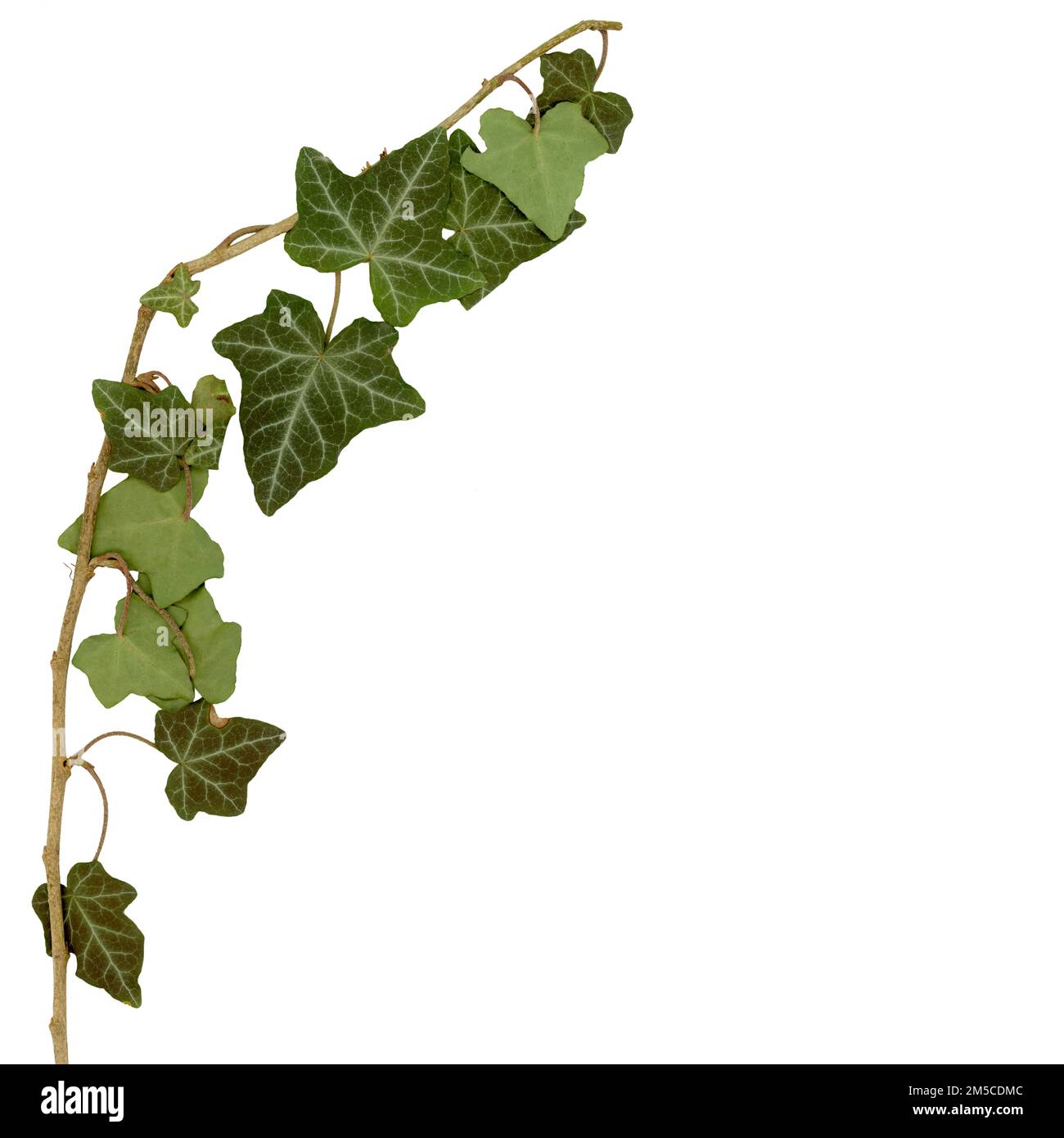 Hedera ivy twig with leaves isolated over white background Stock Photo ...