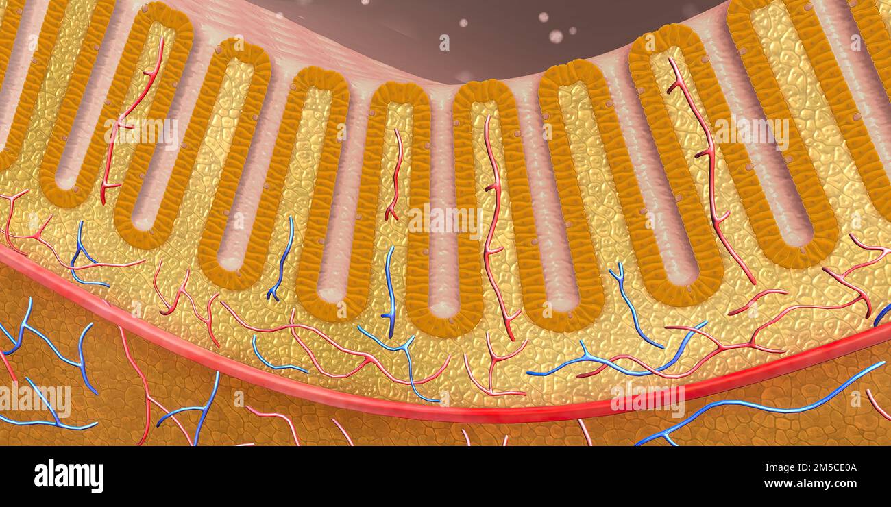 Mucous cavities hi-res stock photography and images - Alamy