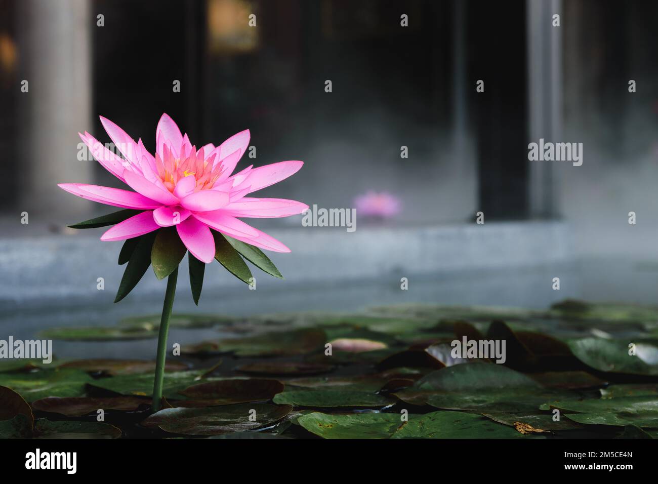 Pink lotus flower on a pond with fog in the background Stock Photo - Alamy
