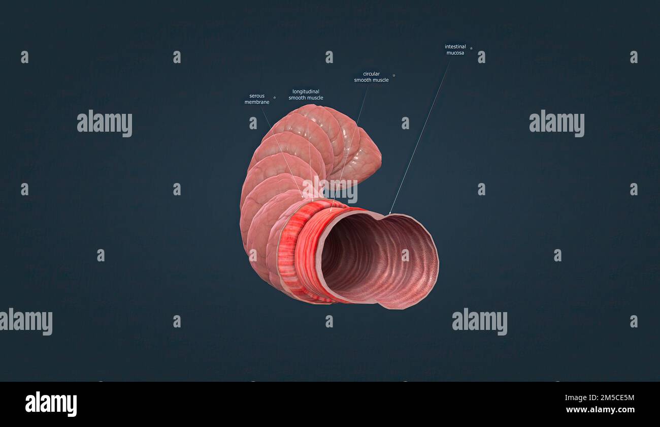 Mucosa and submucosa large intestine hi-res stock photography and ...