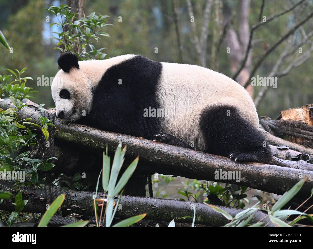 The giant pandas enjoy life in Panda Valley in Chengdu City, south ...