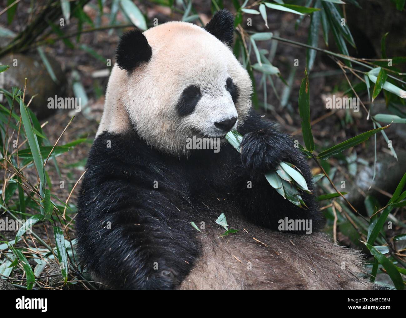 The giant pandas enjoy life in Panda Valley in Chengdu City, south ...