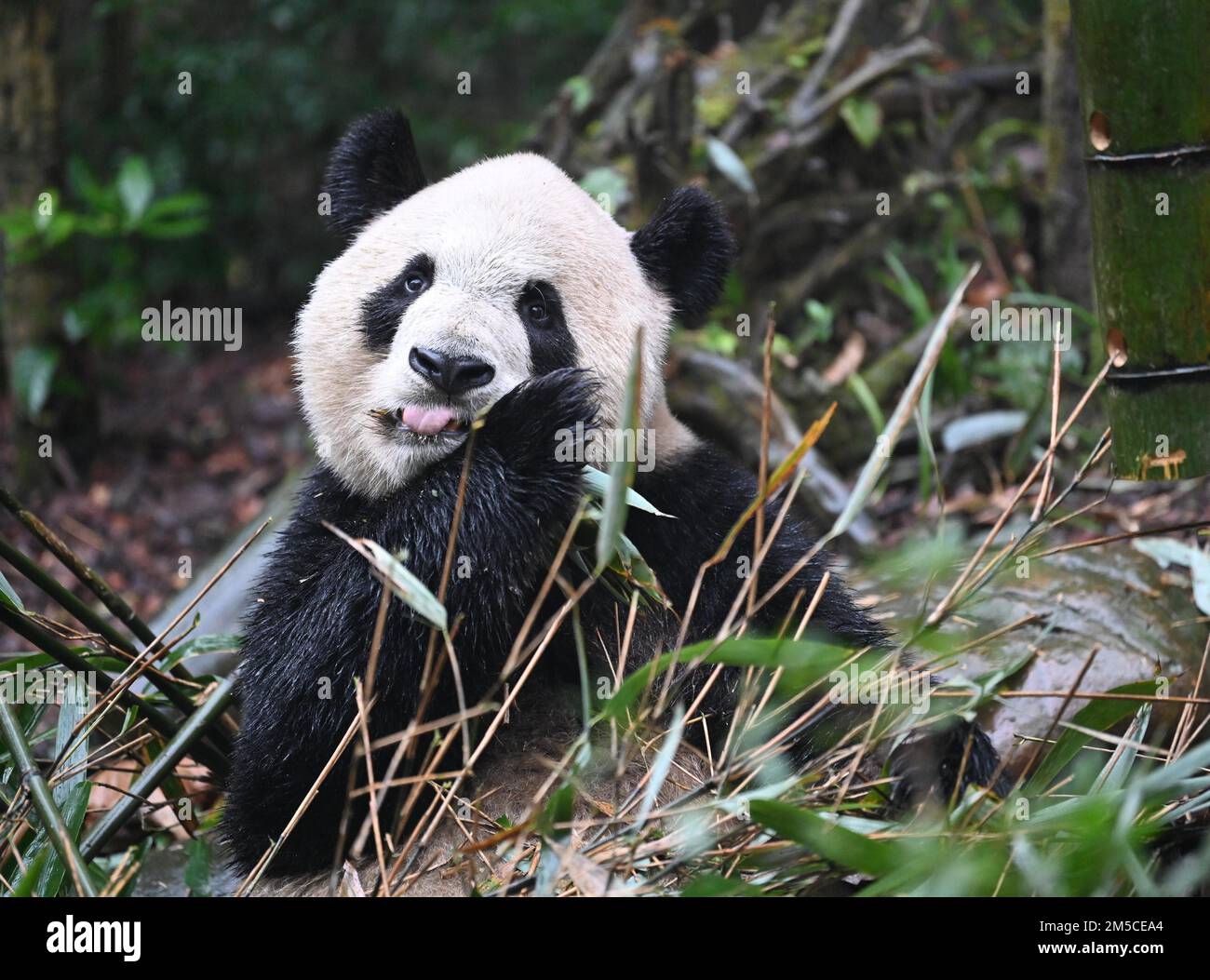 The giant pandas enjoy life in Panda Valley in Chengdu City, south ...