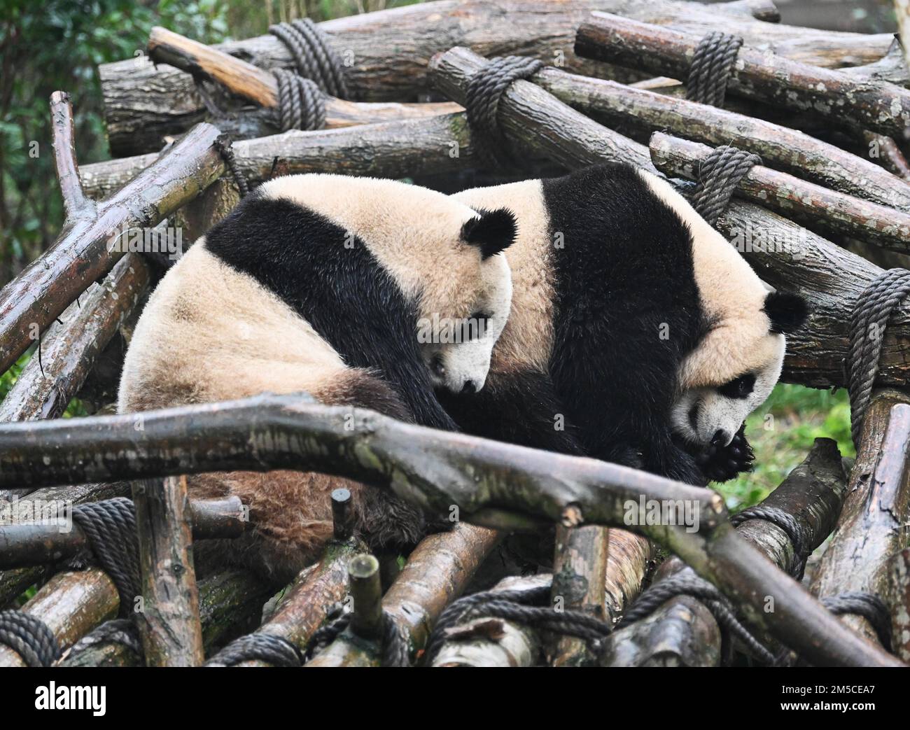 The giant pandas enjoy life in Panda Valley in Chengdu City, south ...