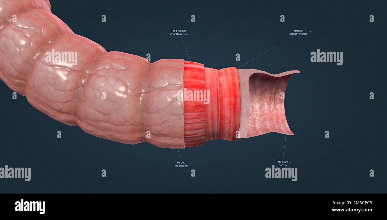 Small intestine layers hi-res stock photography and images - Alamy