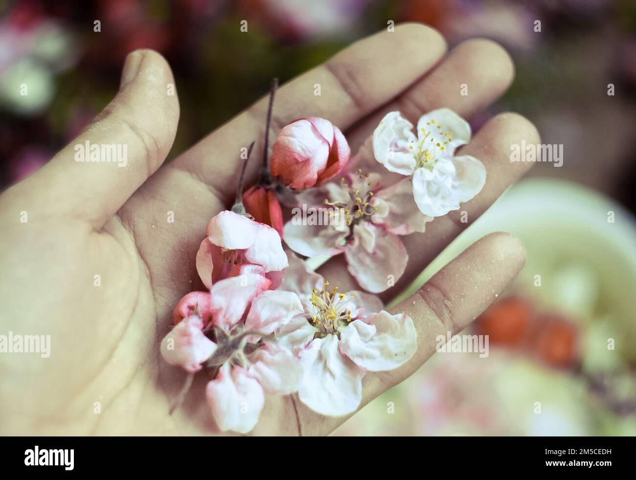 Close up female palm with gentle flowers concept photo Stock Photo - Alamy