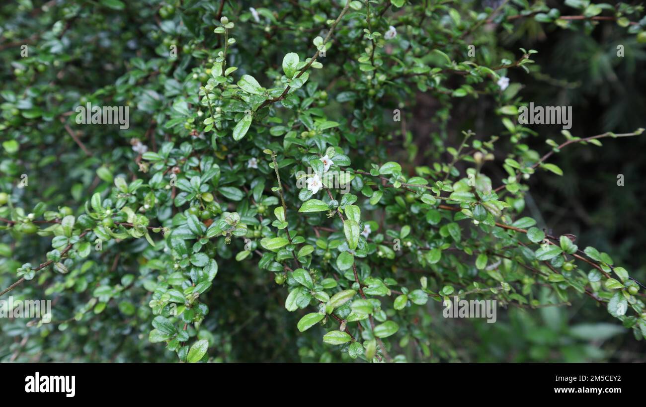 A Fukien tea tree (Carmona Retusa) with blooming tiny white flowers. In ...