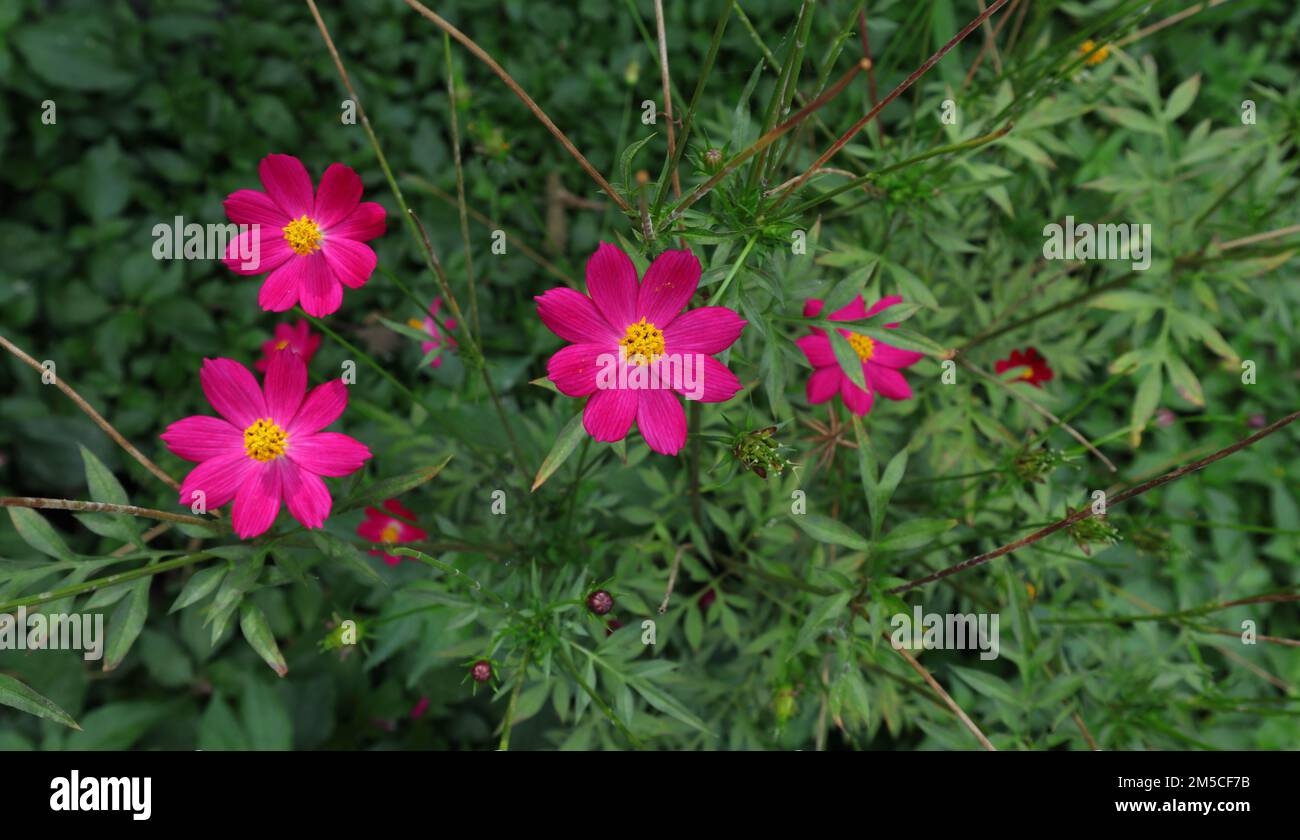 A purple Cosmos flower bloomed on a flowering purple color Cosmos plant ...