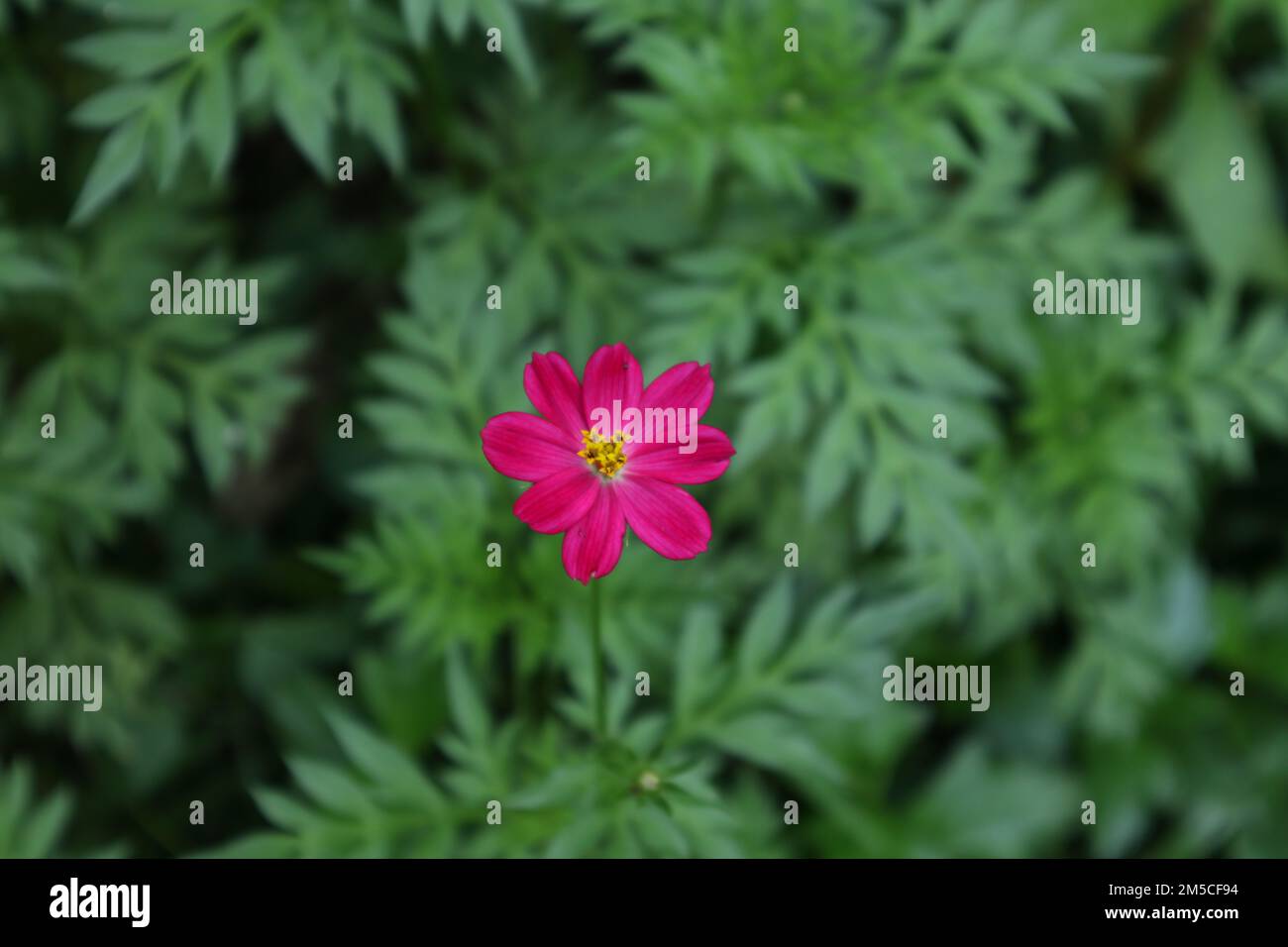 Pollen of a purple color Cosmos flower (Atapethiya) in the garden Stock ...