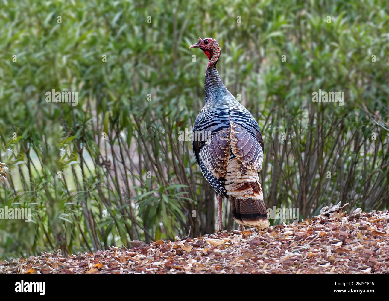 Wild Turkey Male (Meleagris gallopavo) Near San Jose California USA ...