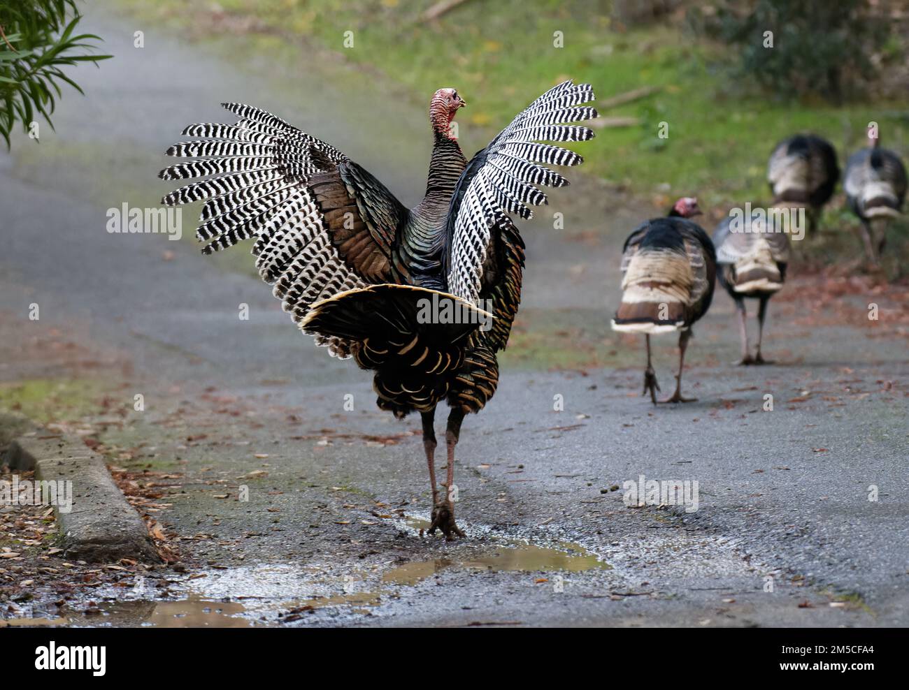 Wild Turkey Male (Meleagris gallopavo) Near San Jose California USA ...