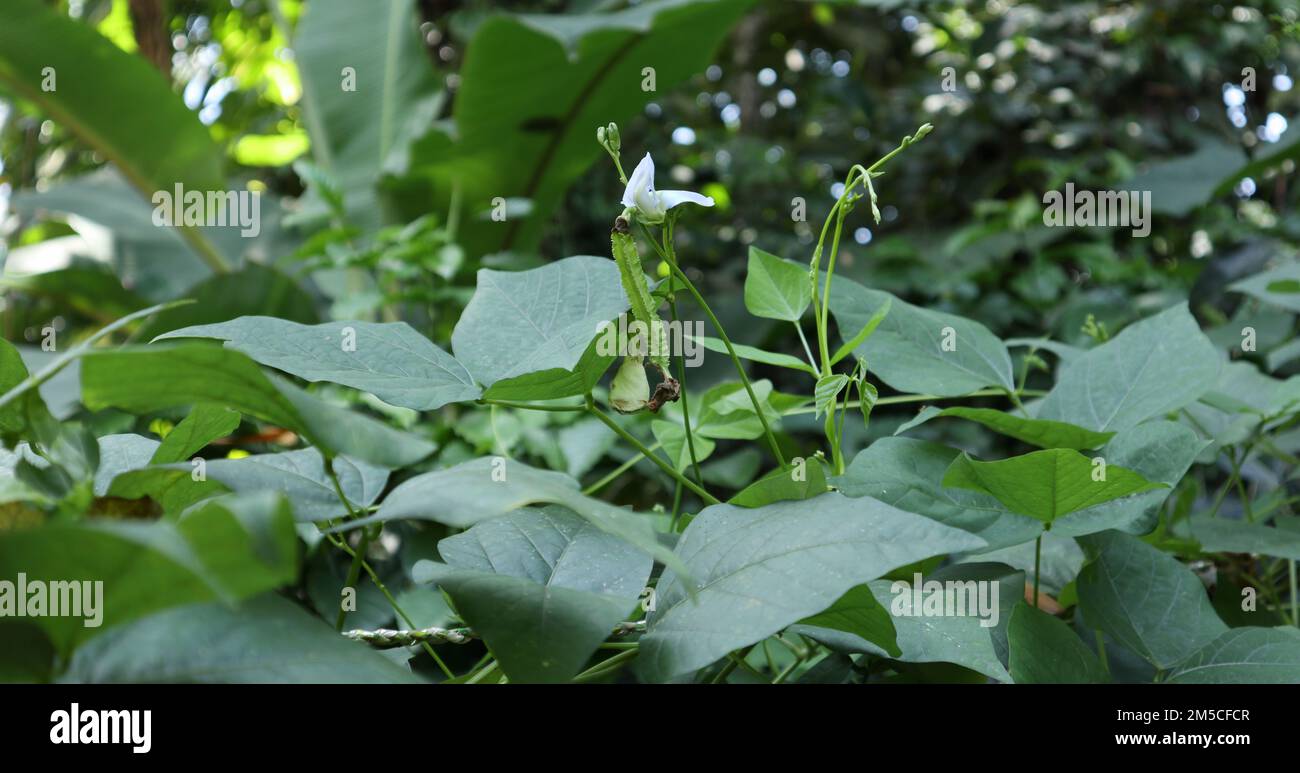 Climbing green four angled bean hi-res stock photography and images - Alamy
