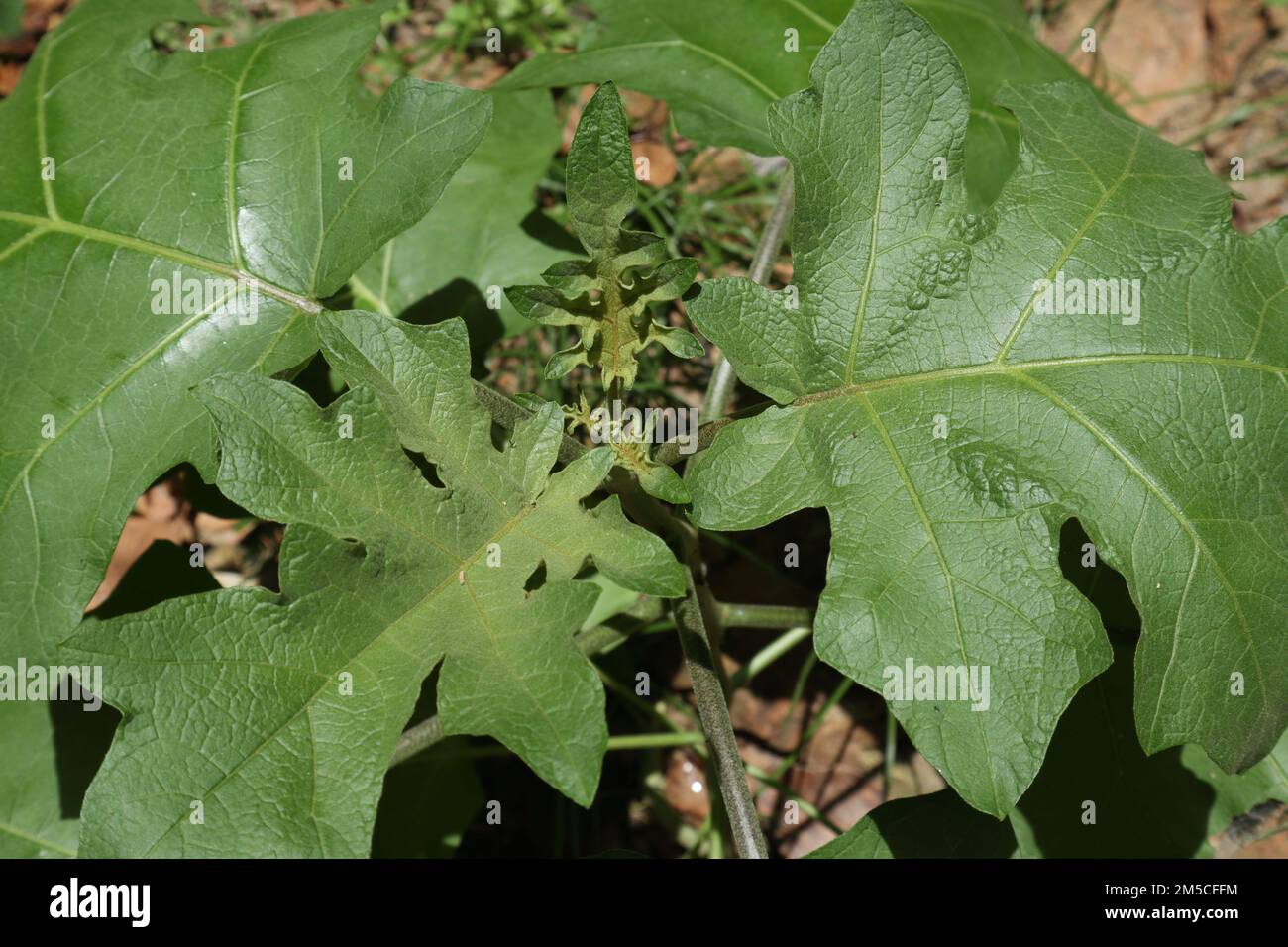 A growing Turkey Berry plant (Solanum Torvum) in direct sunlight in the ...