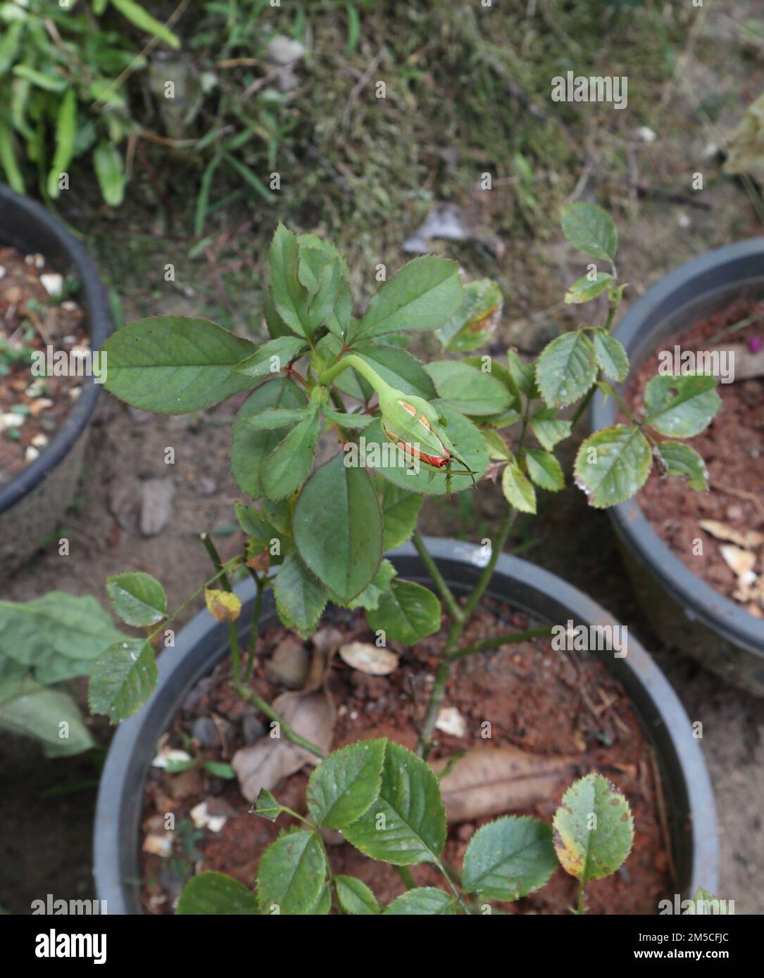 View from up an orange color rose flower bud ready to bloom in a pot ...