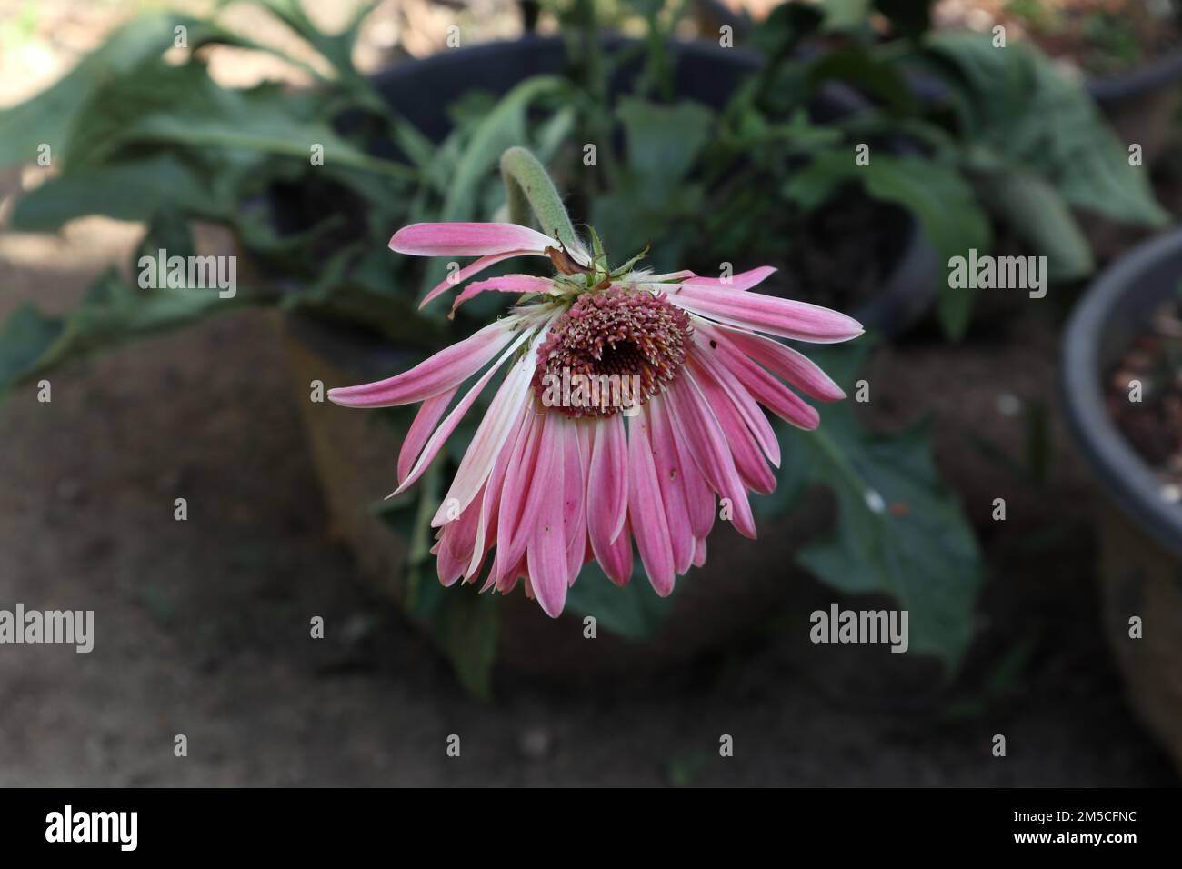 Close up view of a remaining flower head with few petals of a pink ...