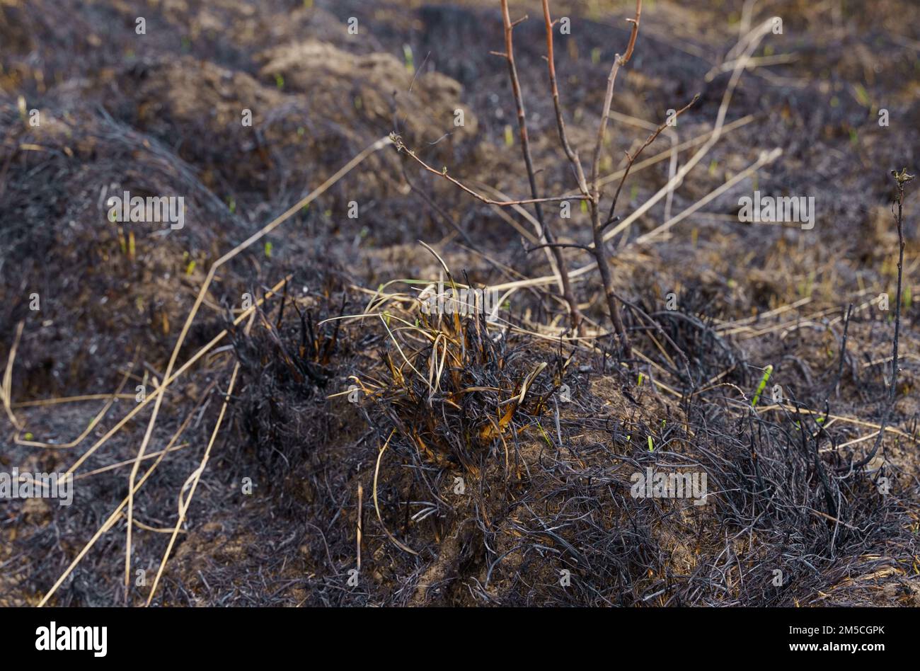Ecological concept. Scorched grass on the field. Close-up Stock Photo ...