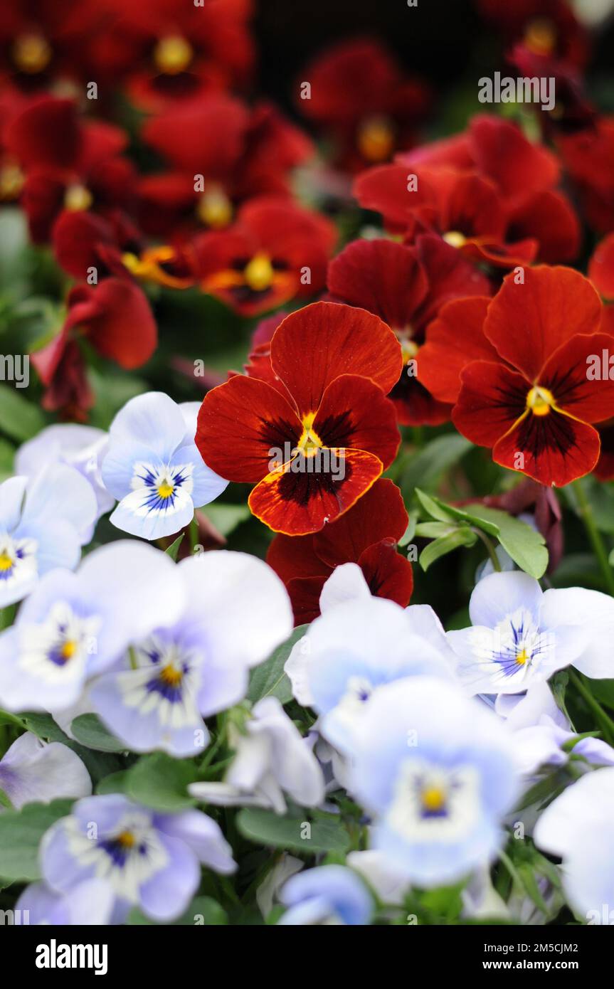 Germanium flowers hi-res stock photography and images - Alamy