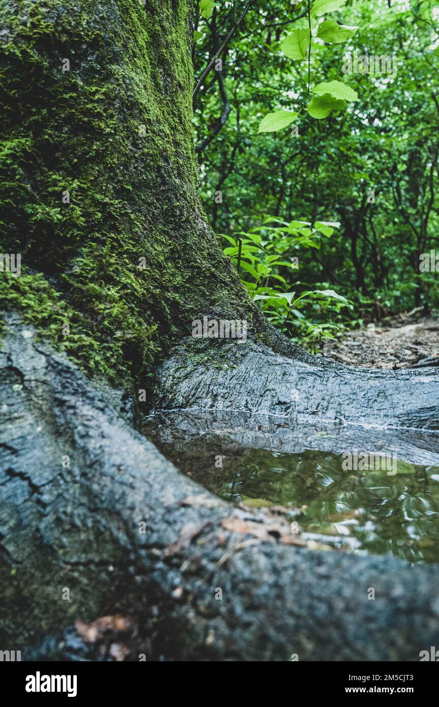 a tree with moss holds water between its roots in a green forest Stock ...
