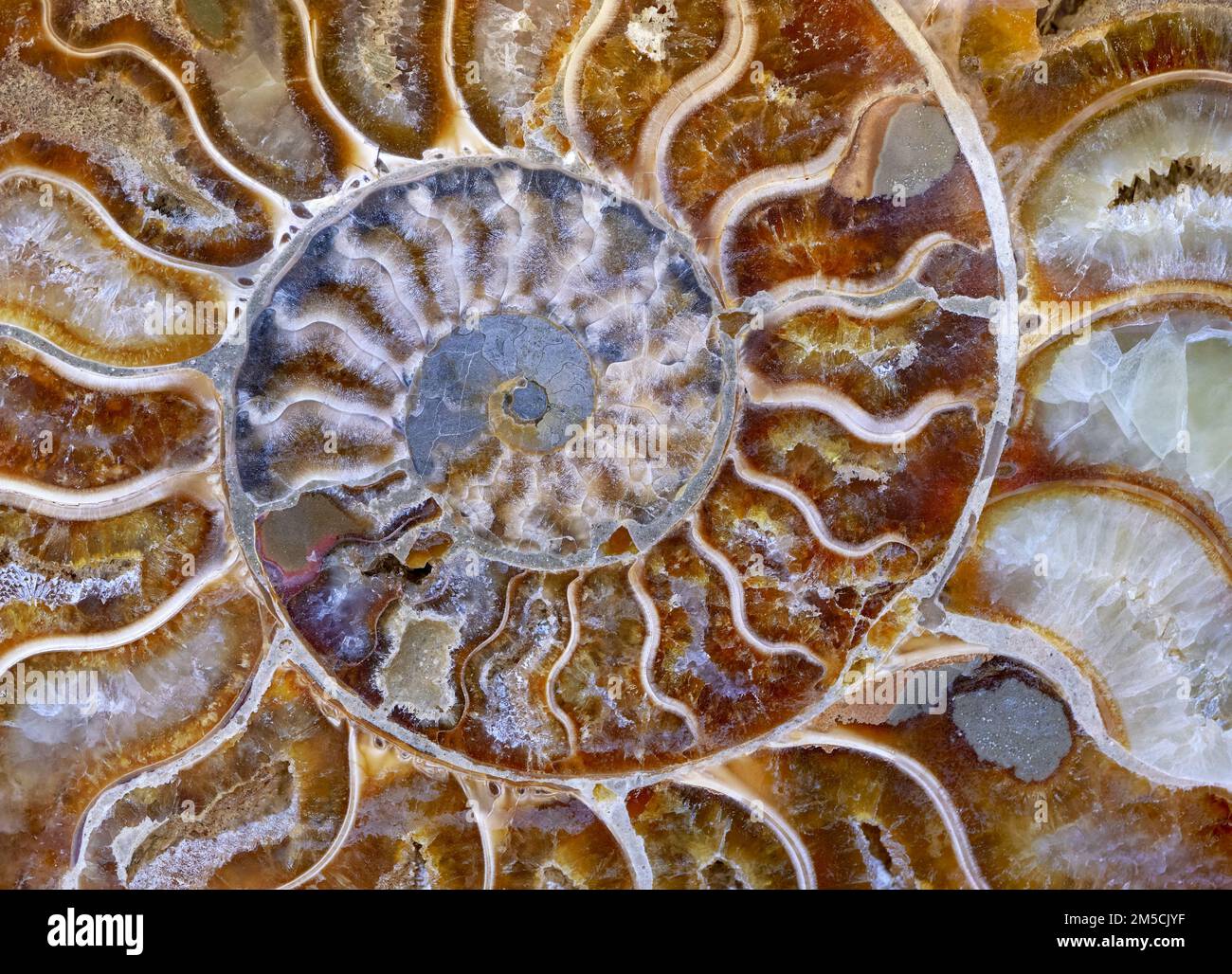 Backgrounds and textures: natural multicolor spiral pattern, petrified ...