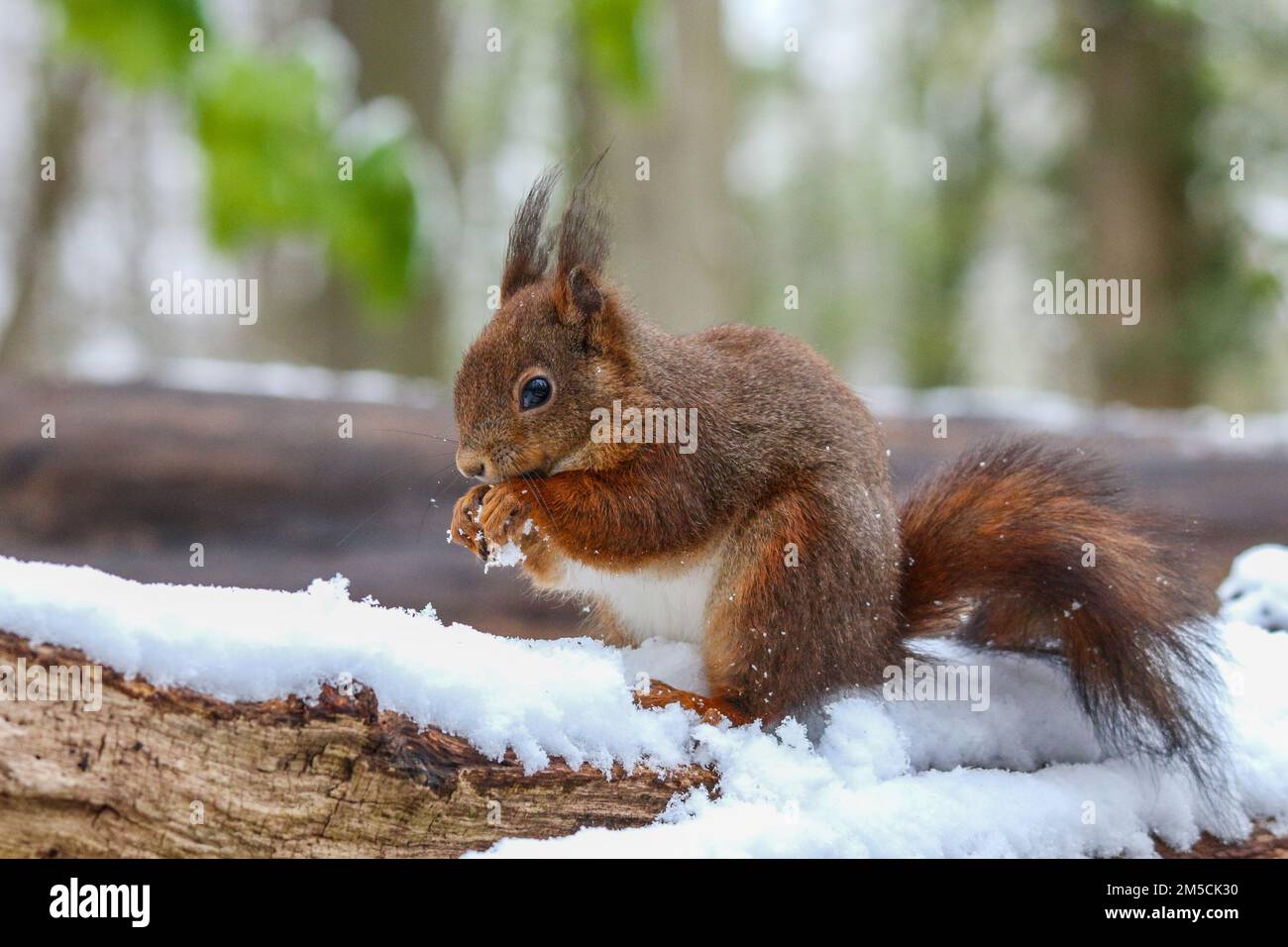 A closeup of a cute Red squirrel holding a nut on the wood covered in ...