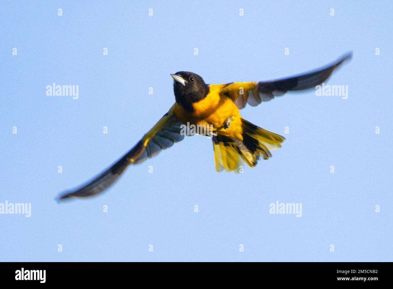 Oriole flying hi-res stock photography and images - Alamy