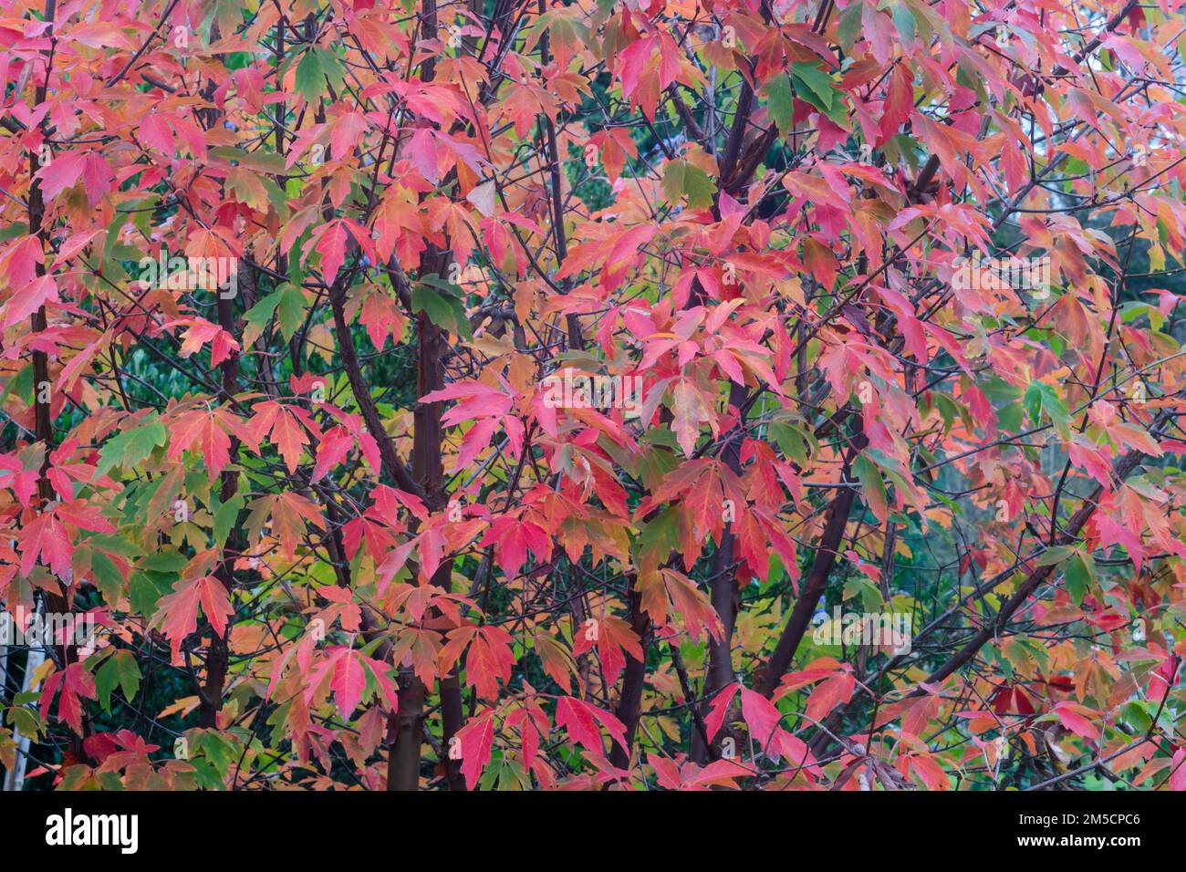 Acer griseum leaf hi-res stock photography and images - Alamy