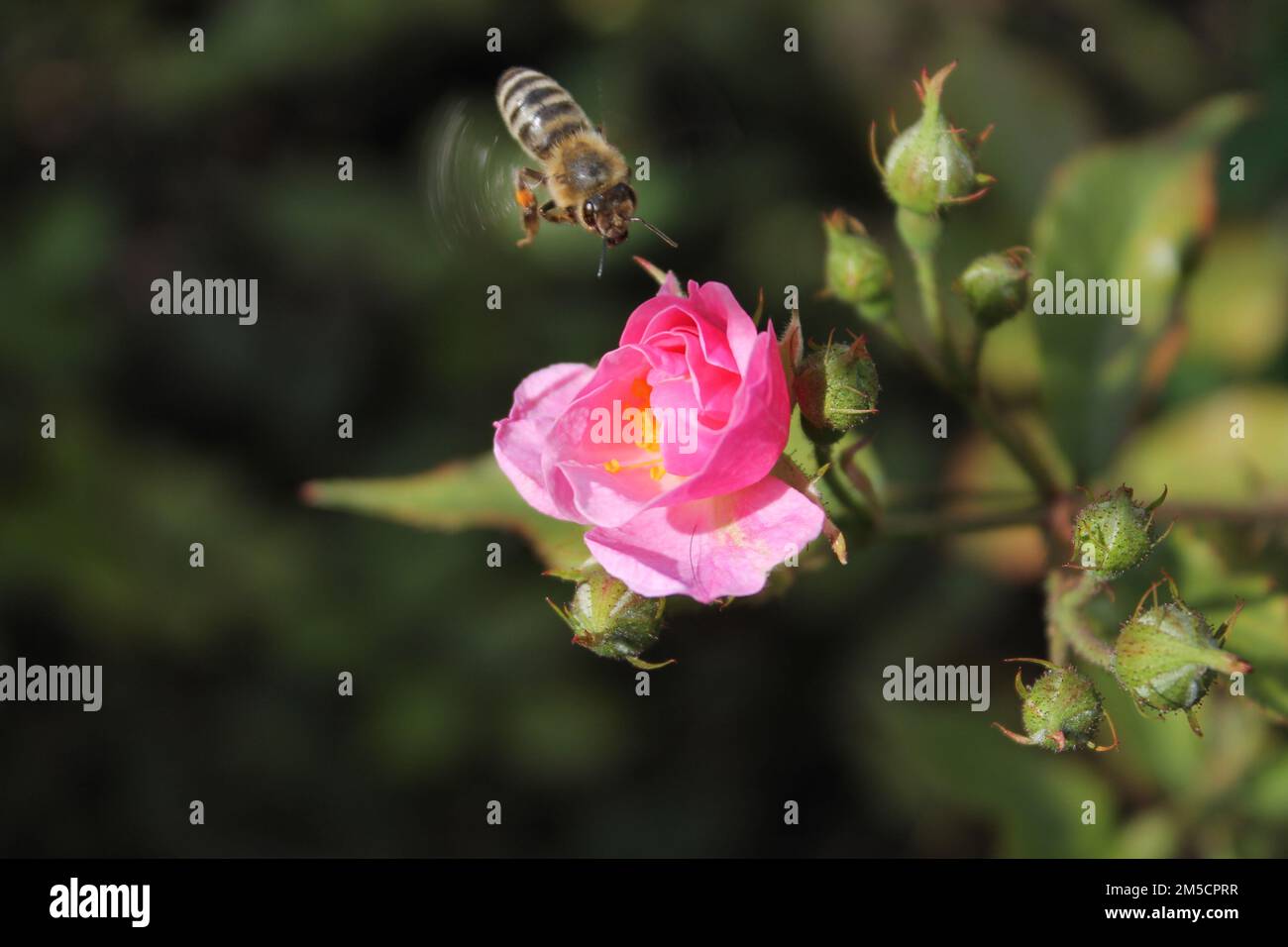honey bee flying over a pink rose Stock Photo - Alamy