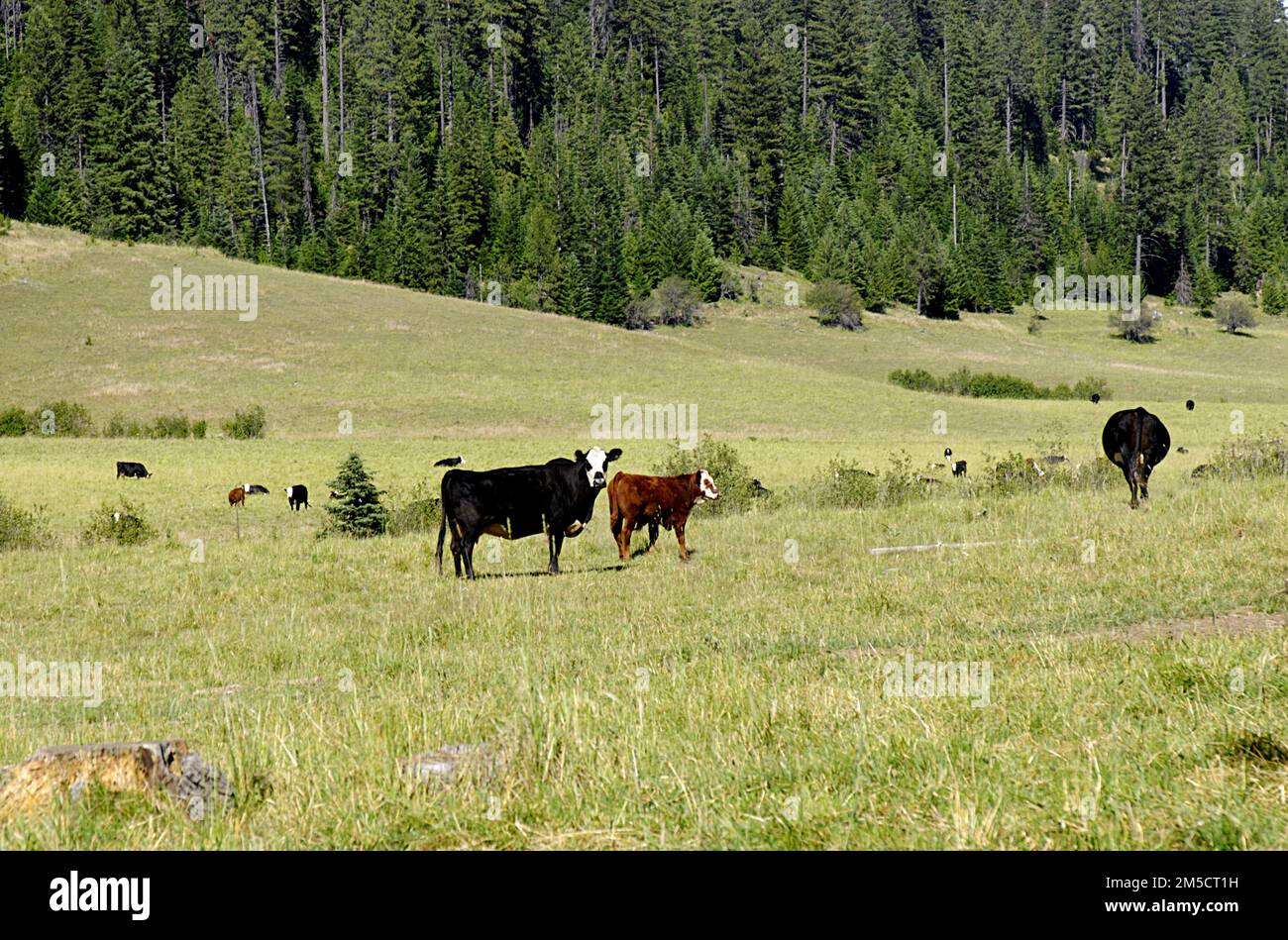 Machimneties hi-res stock photography and images - Alamy