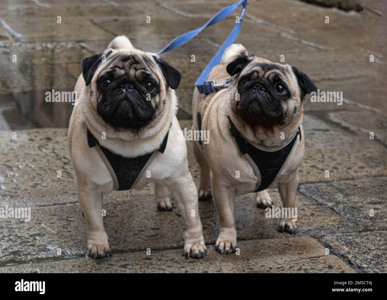 two beige pug dogs on the street Stock Photo - Alamy