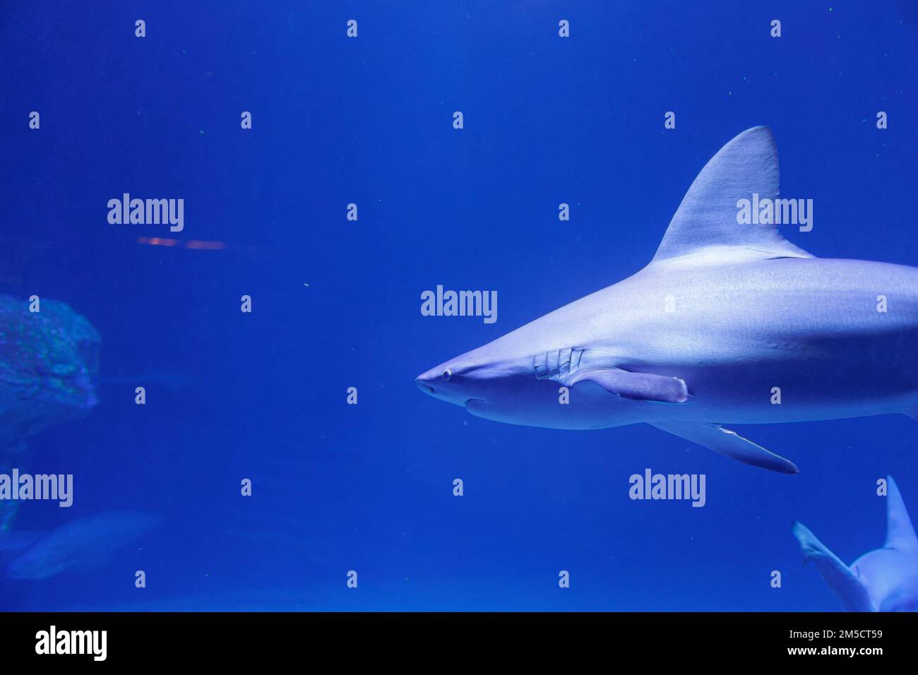 Medium Sized Shark inside an Aquarium, Fish Theme Stock Photo - Alamy