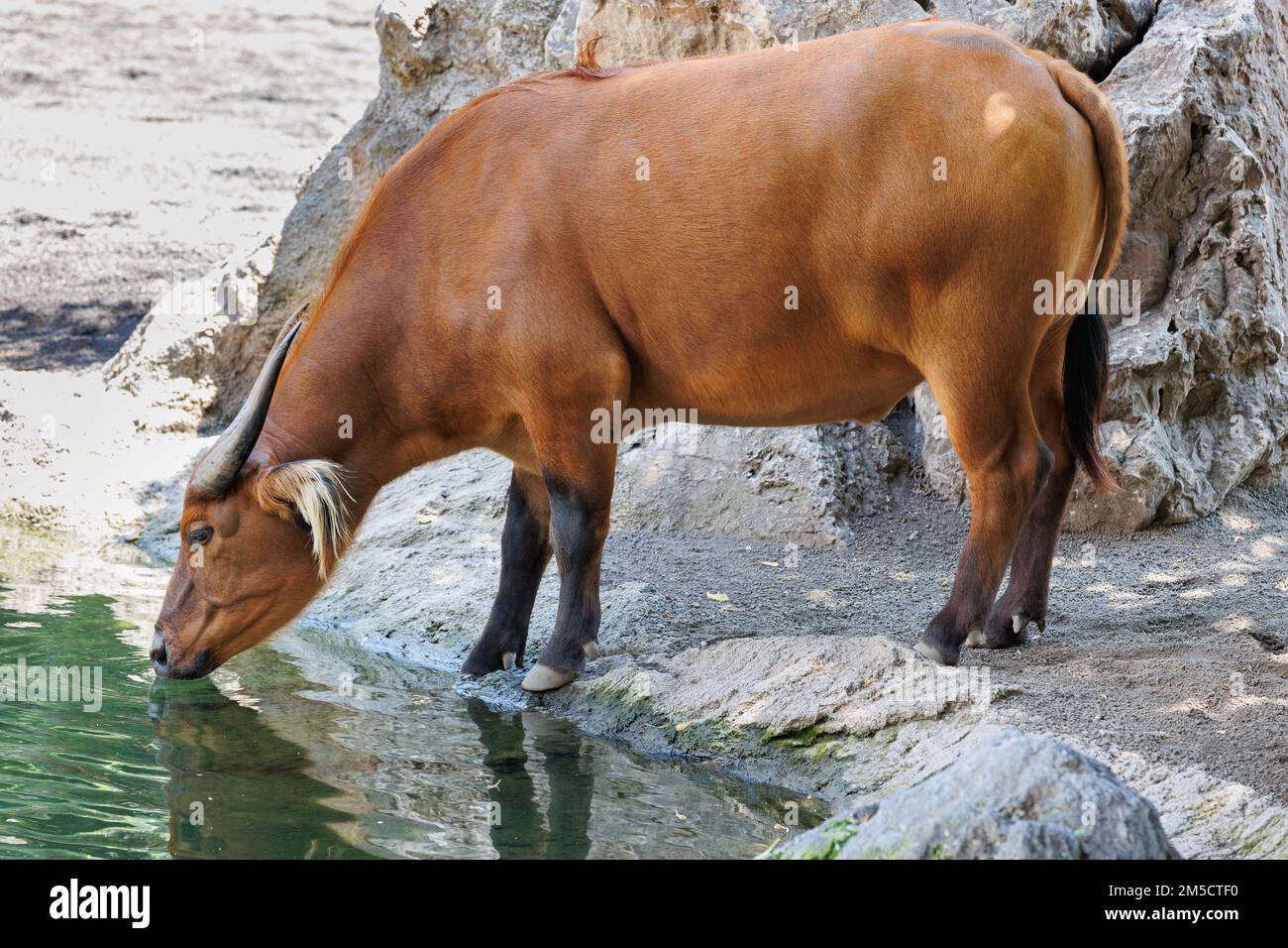 The African Forest Buffalo, Syncerus Caffer Nanus, also known as the ...
