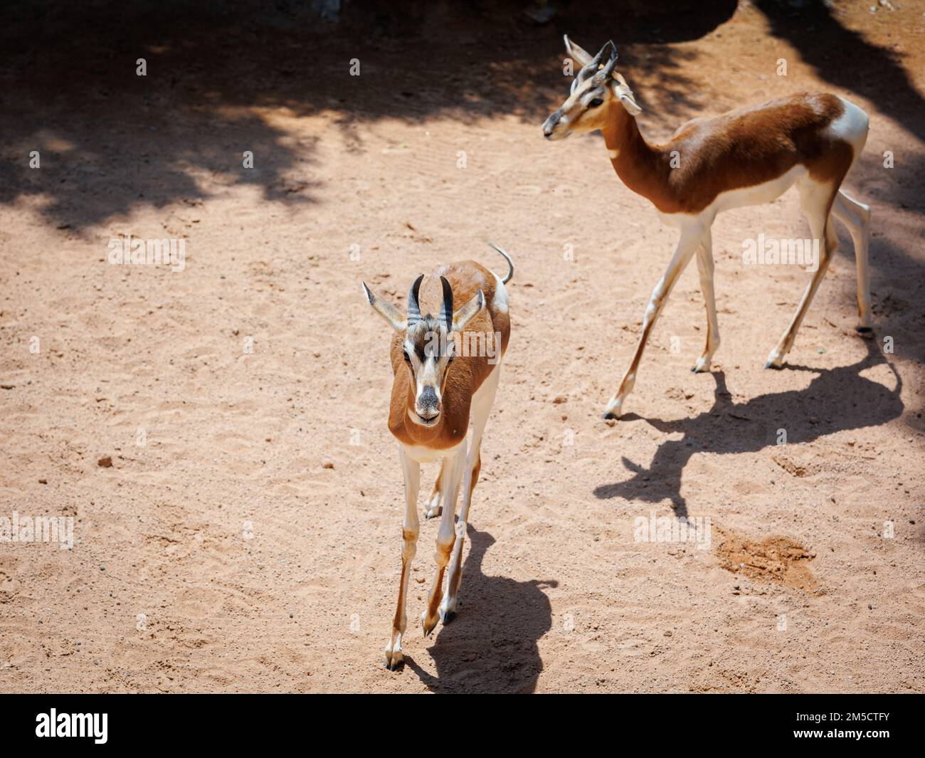 The Dama Gazelle - Nanger dama - also known as the Addra Gazelle or ...