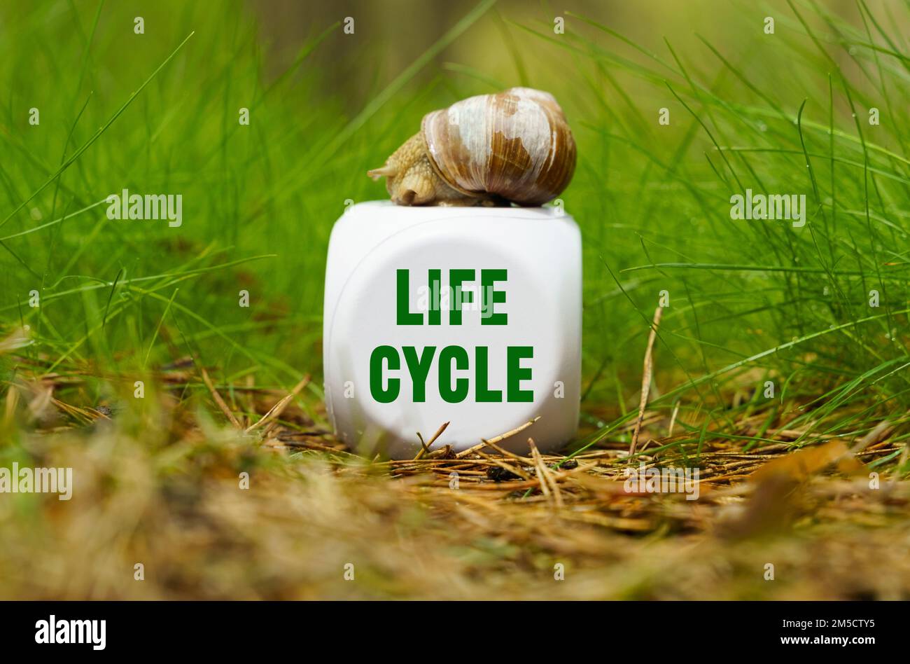 Ecological concept. On the green grass there is a white cube with a ...