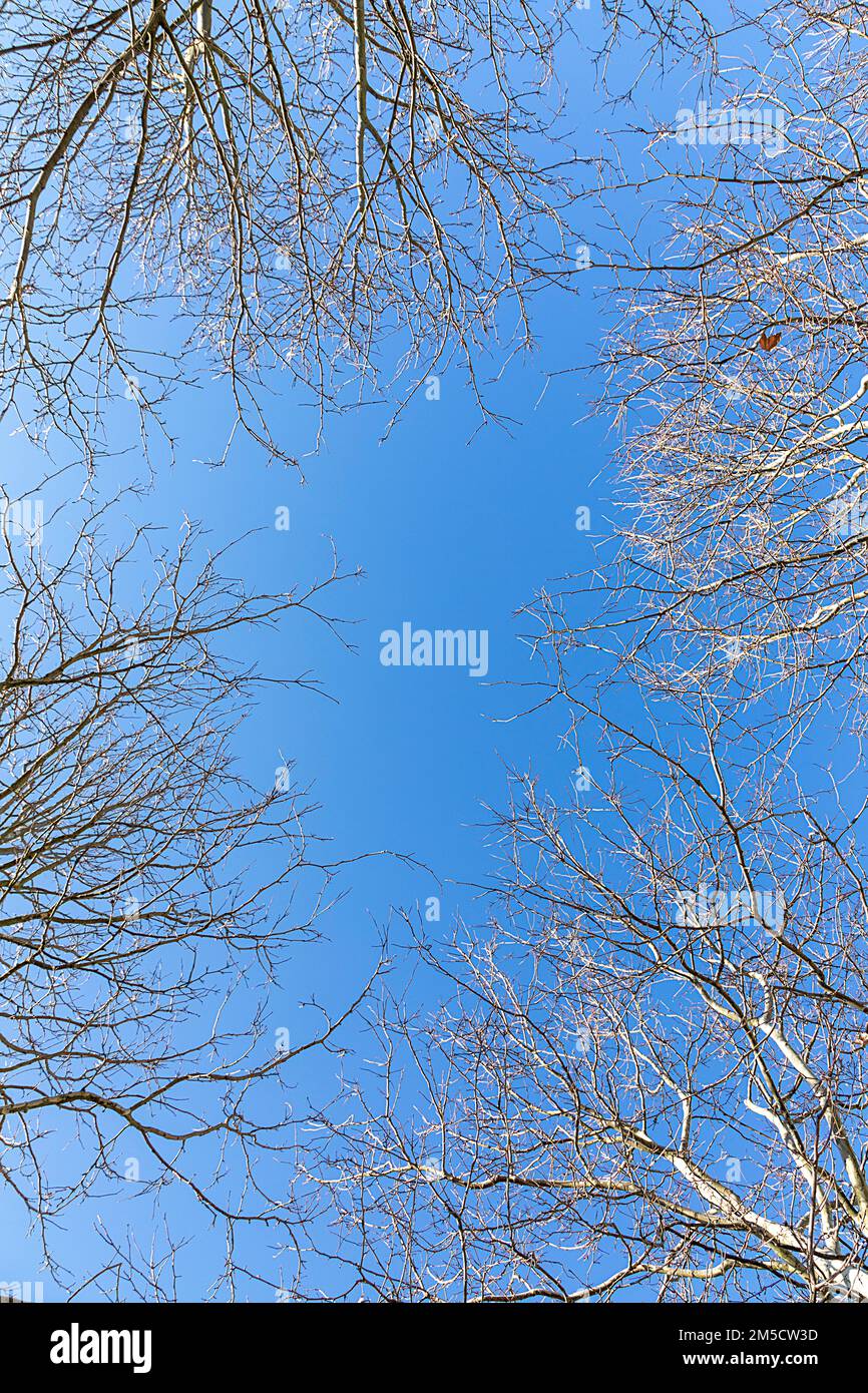 tree in winter with leaveless branches under blue sky Stock Photo - Alamy