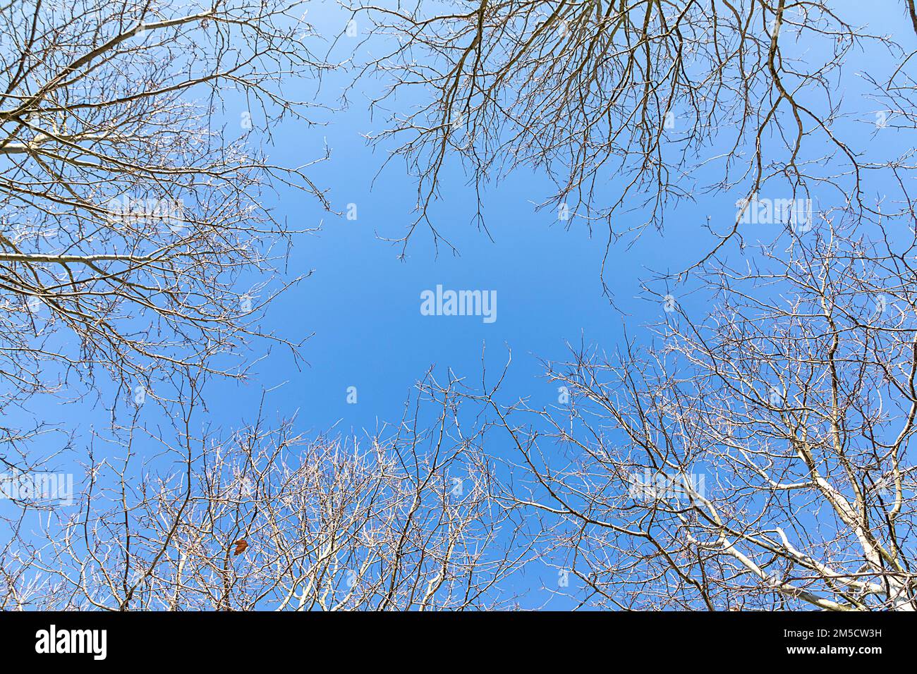 tree in winter with leaveless branches under blue sky Stock Photo - Alamy
