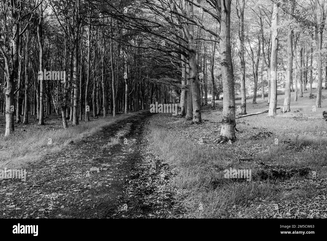 Forest walk in black and white Stock Photo - Alamy