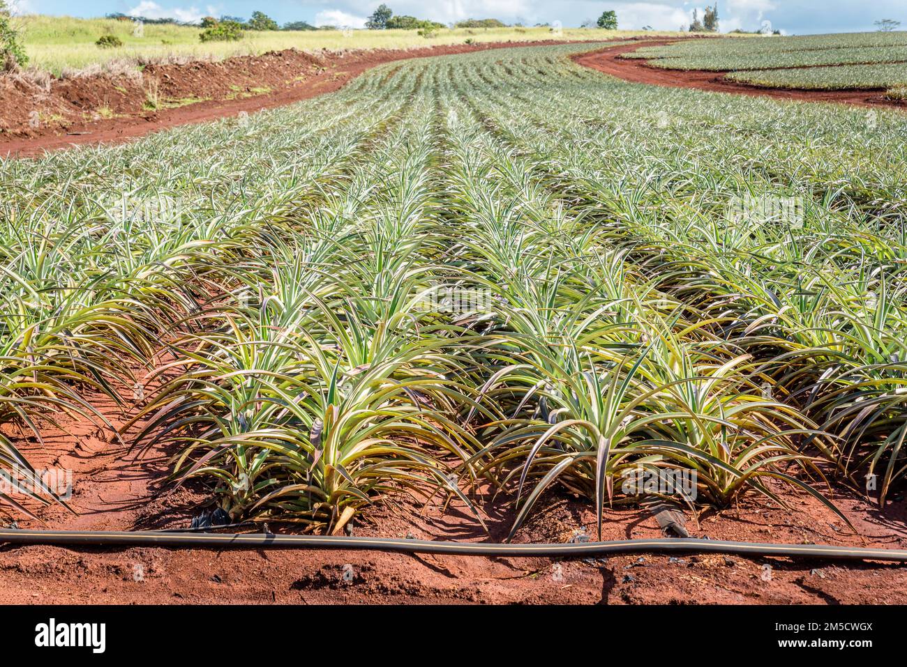 Pineapple plantation fields on the north shore of Oahu, Hawaii Stock Photo - Alamy