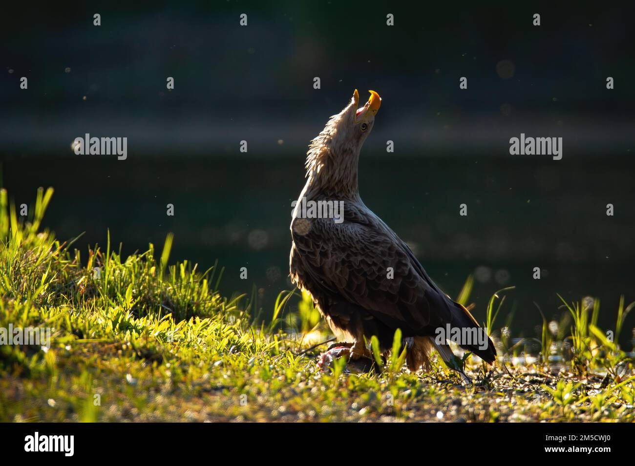 Golden white tailed eagle bird hi-res stock photography and images - Alamy