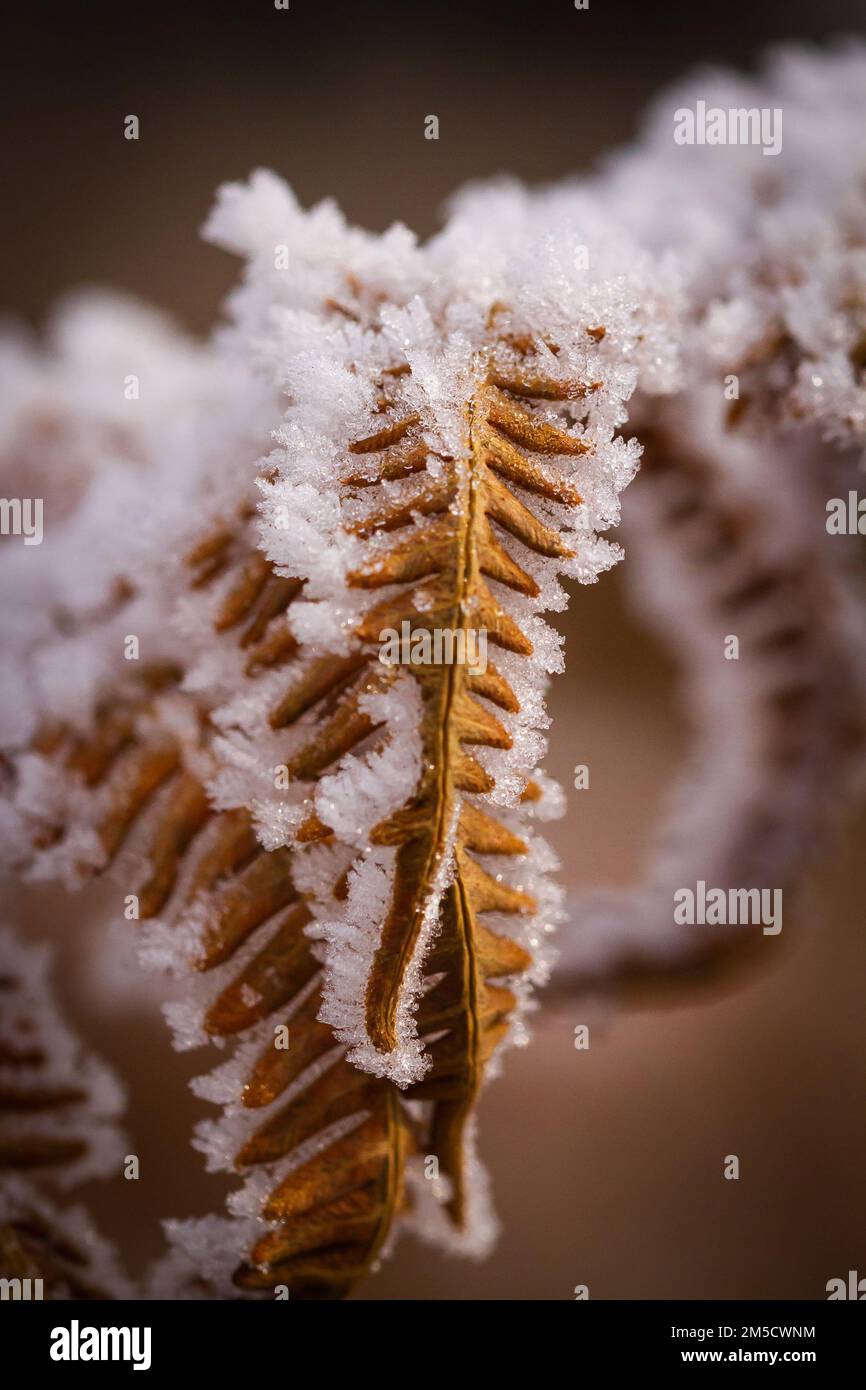 Crystalline frost crystals forming around all the fronds of an old ...