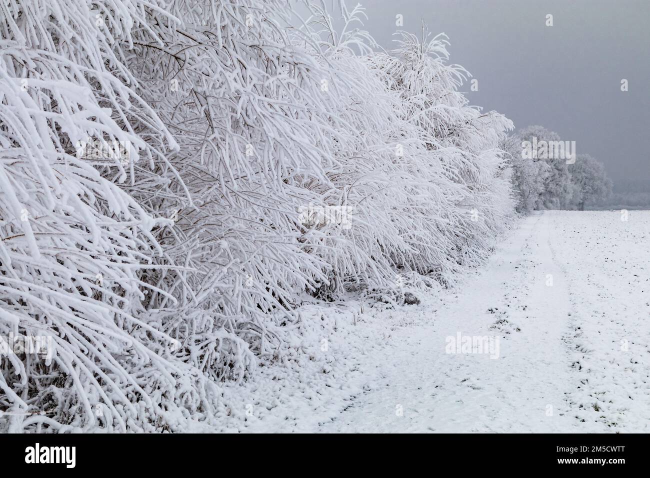 Cotton candy bushes hi-res stock photography and images - Alamy