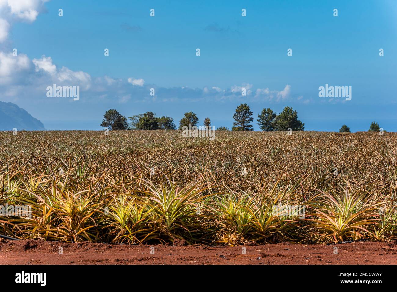 Pineapple plantation fields on the north shore of Oahu, Hawaii Stock Photo - Alamy