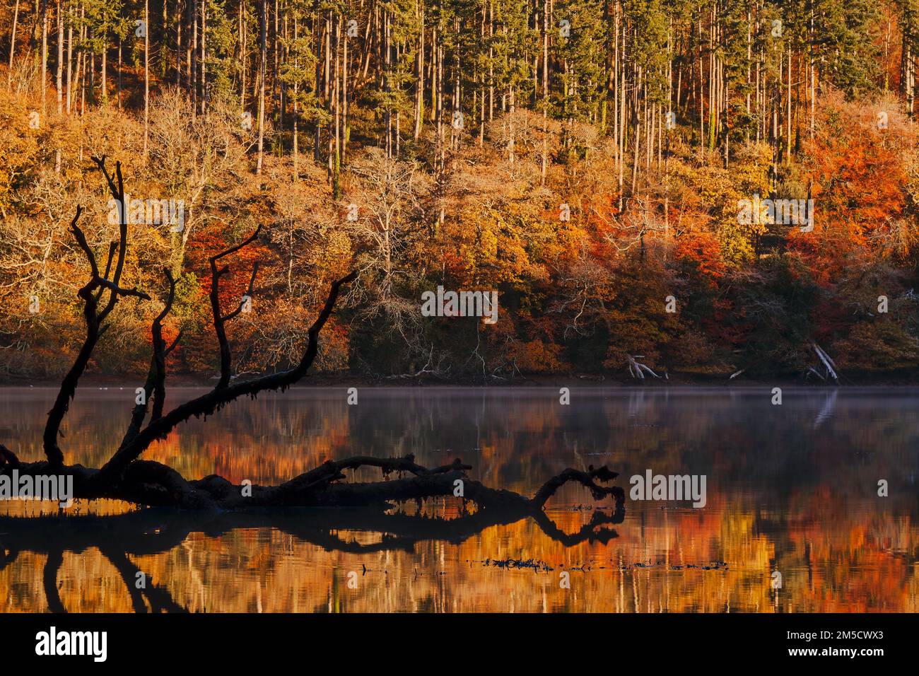 Morning light striking trees in Autumn colour on the banks of teh River ...