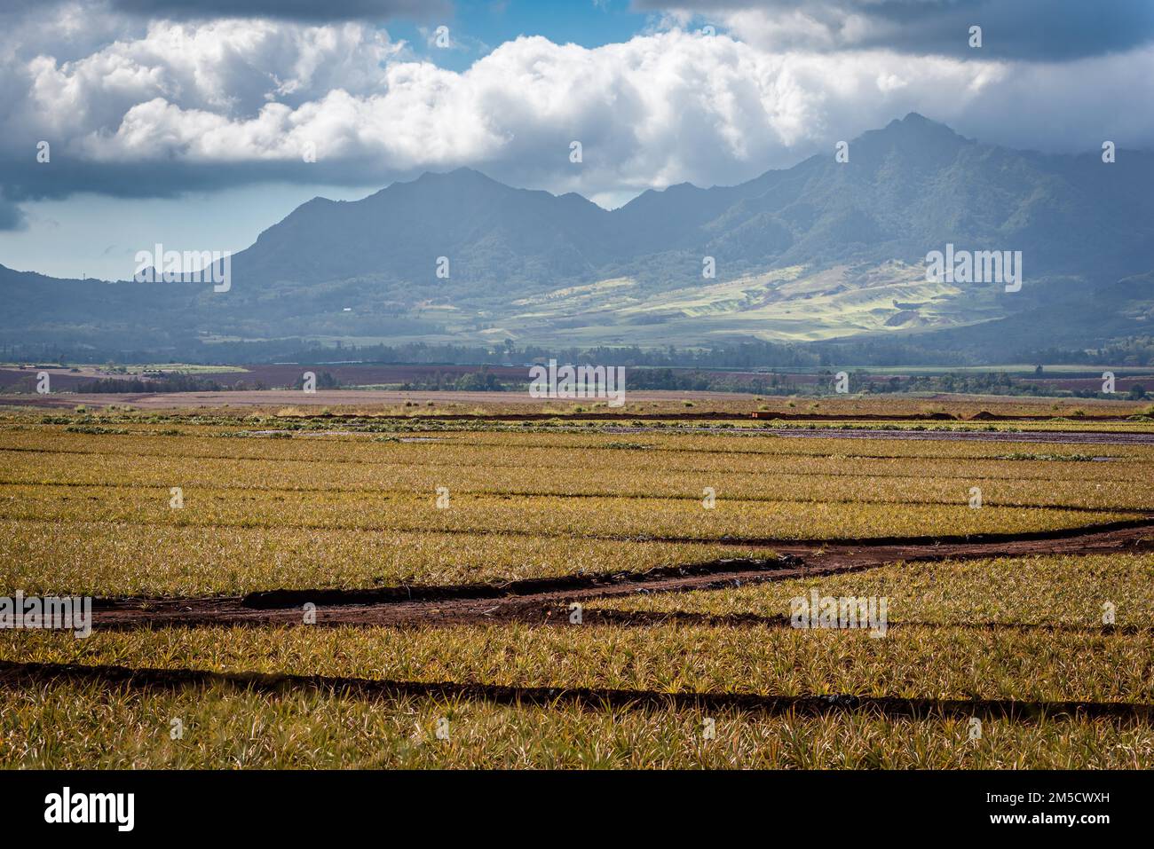 Pineapple plantation fields on the north shore of Oahu, Hawaii Stock Photo - Alamy