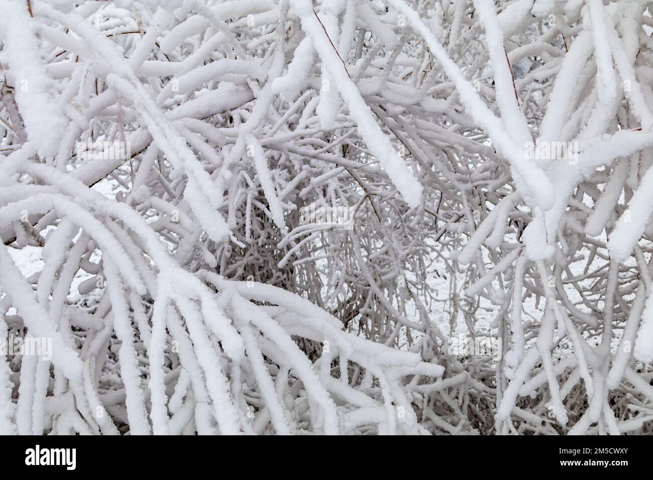 Deep snowy branches from a tree like cotton candy in the cold from ...