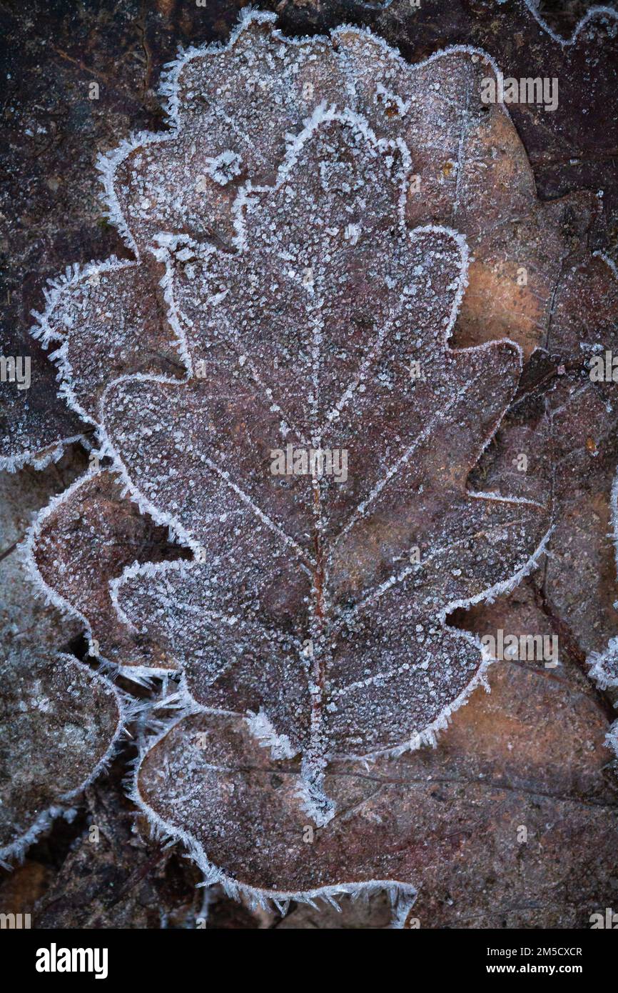 The frost highlights the outside of the fallen english oak leaf ...